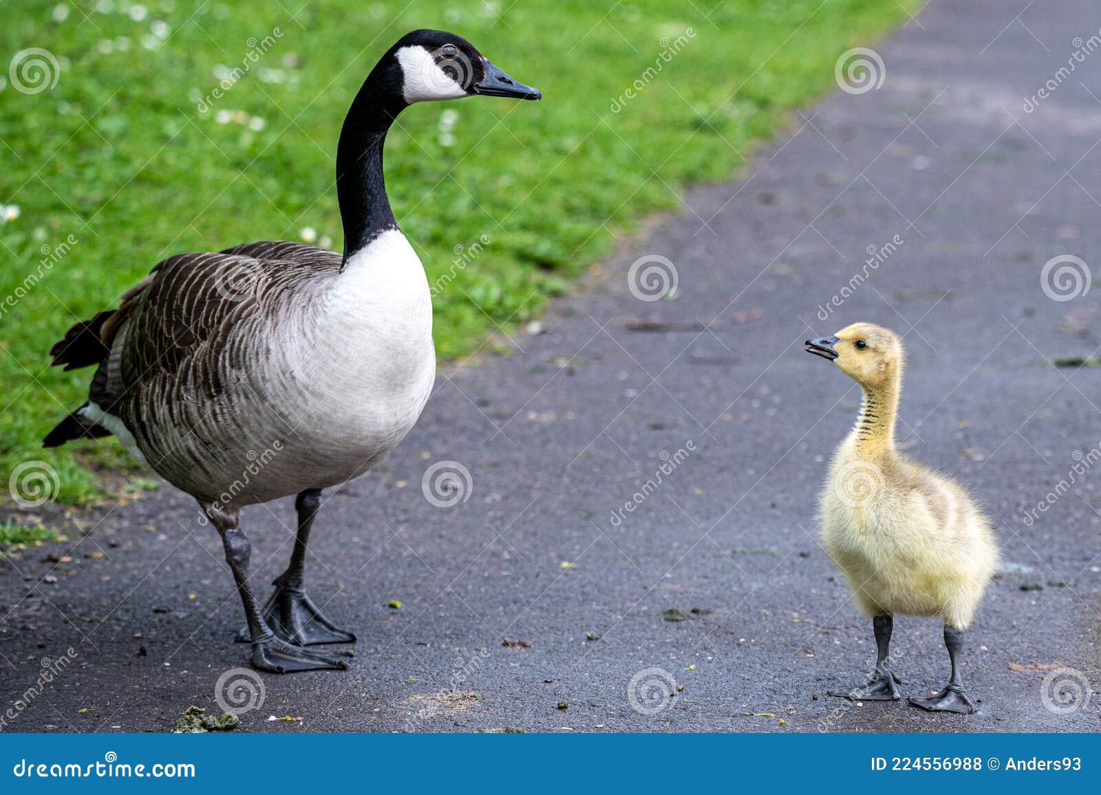 Canada Goose, Branta Canadensis, Gosling Stock Photo - Image of hatched ...