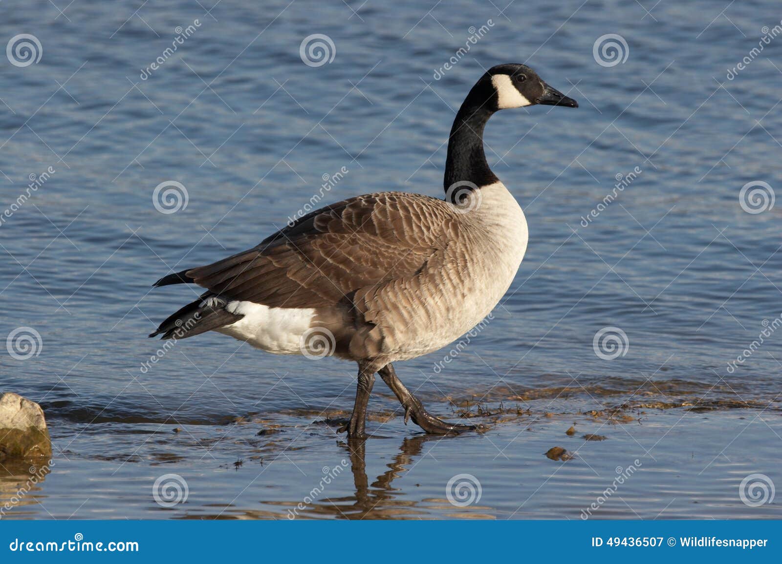 Canada Goose - Branta Canadensis Stock Image - Image of wildlife ...