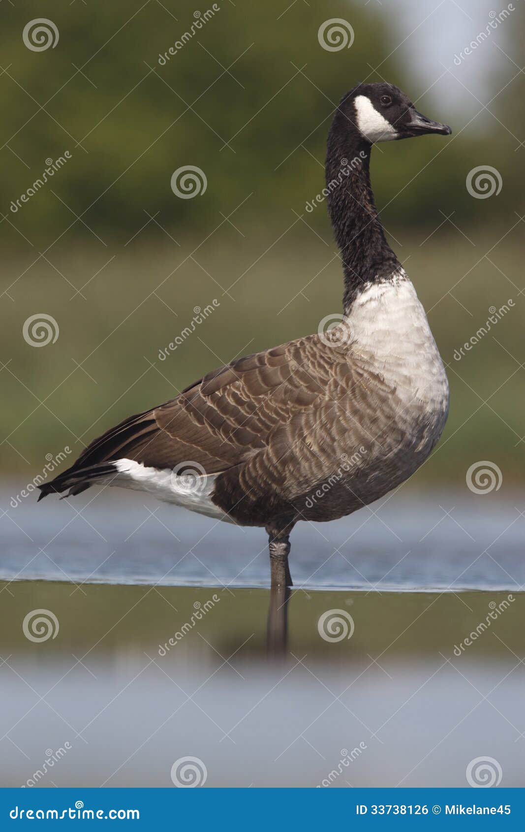 Canada Goose, Branta Canadensis Stock Photo - Image of bird, canada ...