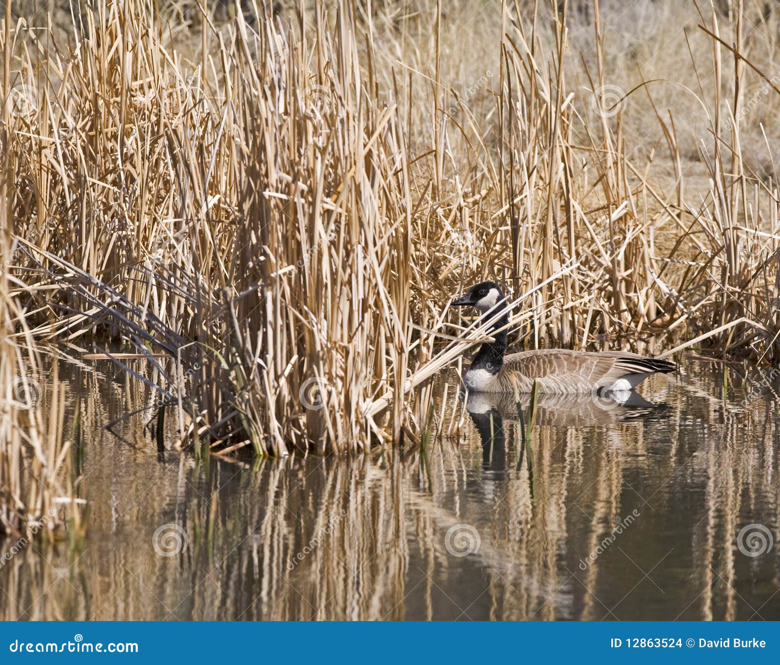 Canada Goose Canadian Wildlife Bird in Cattails Stock Photo - Image of ...