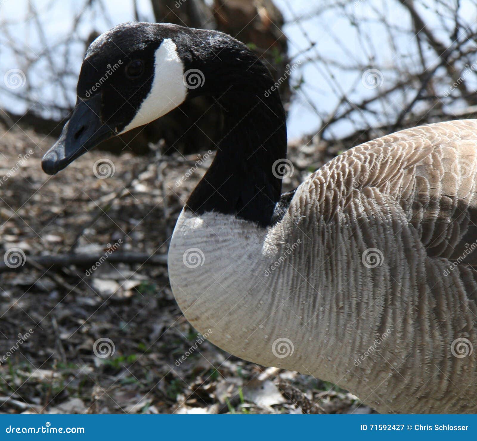 Canada Goose stock image. Image of fauna, closeup, geese - 71592427