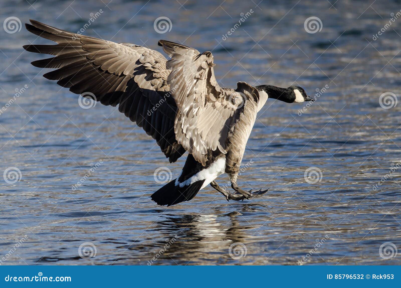Canada Goose Coming in for a Landing on the Cold Winter River Stock ...