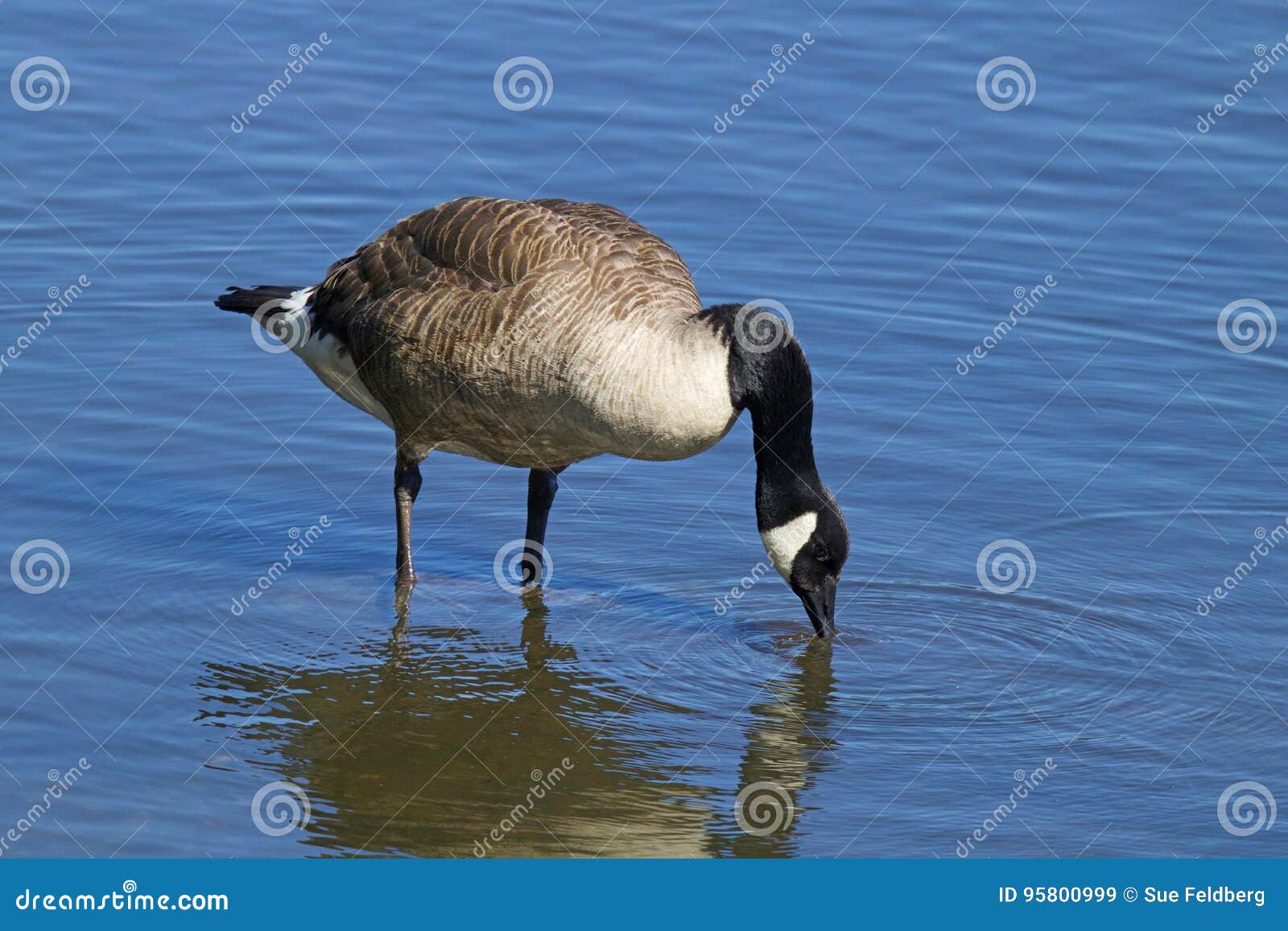 Canada Goose Drinking stock image. Image of game, standing - 95800999
