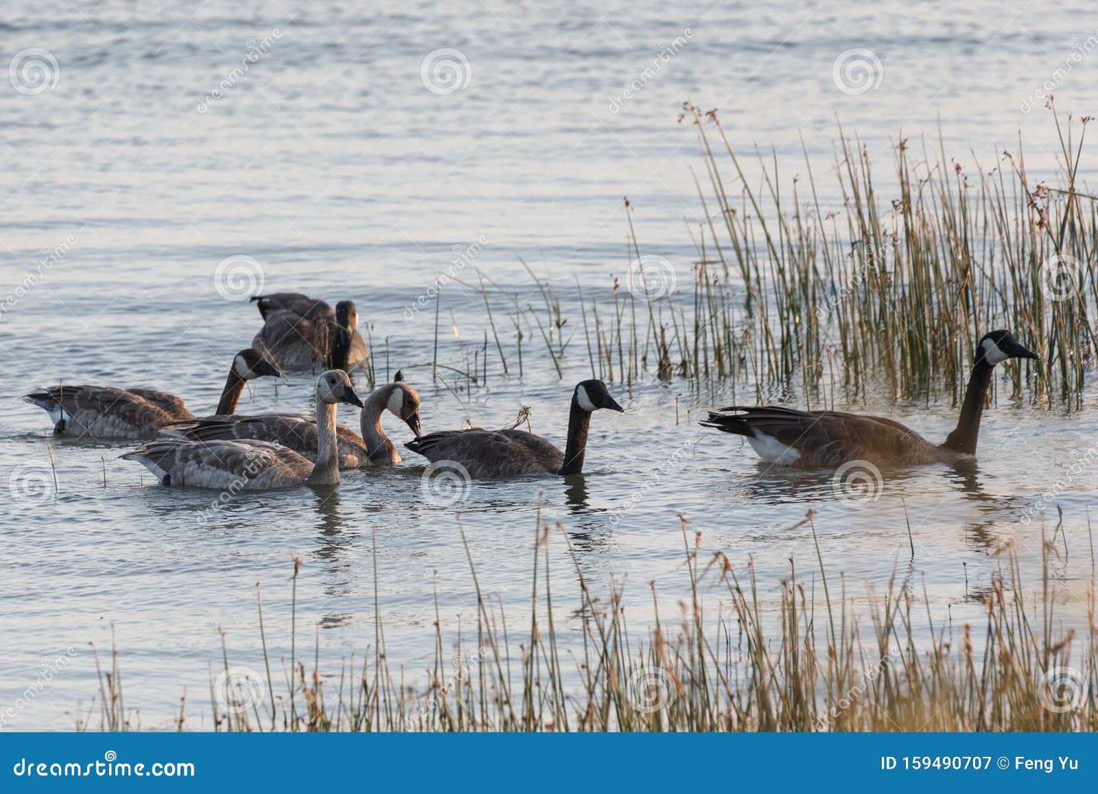 Canada goose duck stock image. Image of animal, canada - 159490707