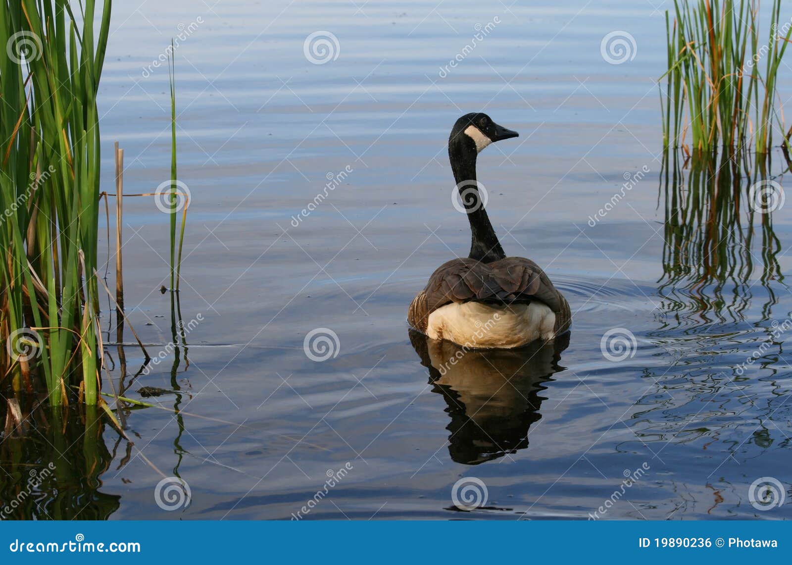 Canada Goose in Early Morning Stock Photo - Image of waterfowl, ottawa ...