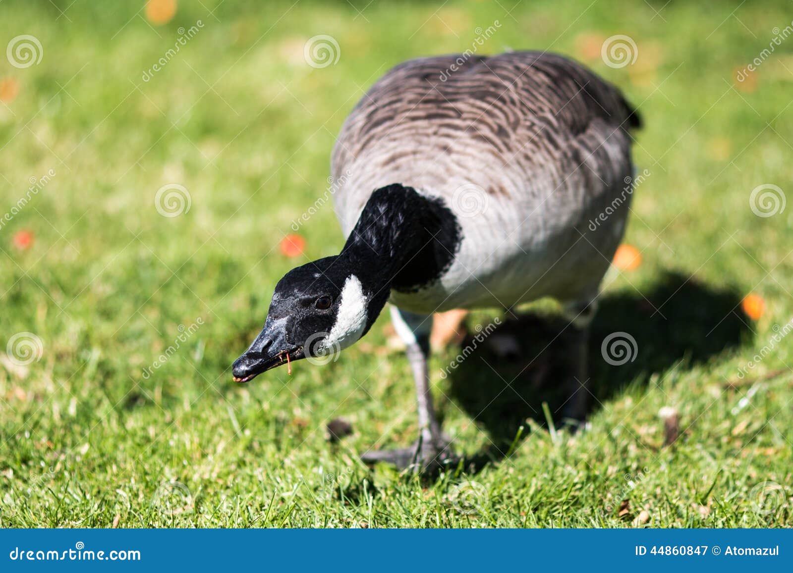 Canada Goose Eating stock image. Image of eating, canadian - 44860847