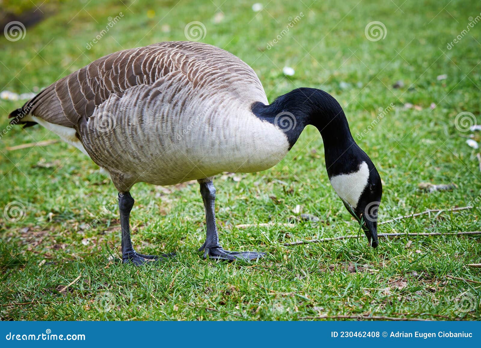 Canada Goose eating grass stock photo. Image of canadensis - 230462408