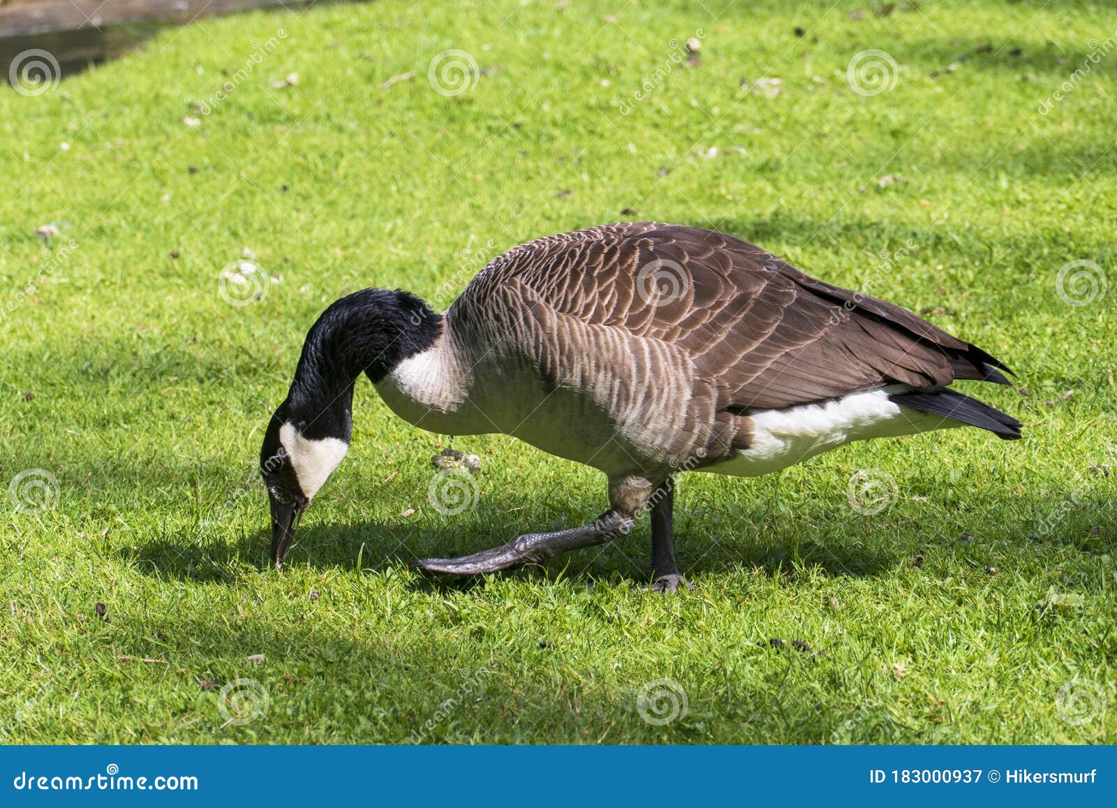 Canada Goose Eating Grass on a Meadow Stock Image - Image of african ...
