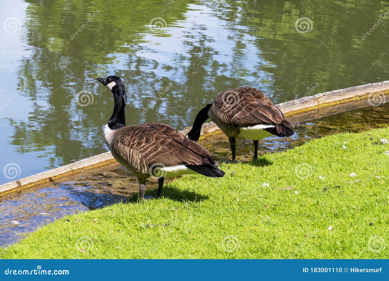 Canada Goose Eating Grass on a Meadow Stock Photo - Image of feet ...