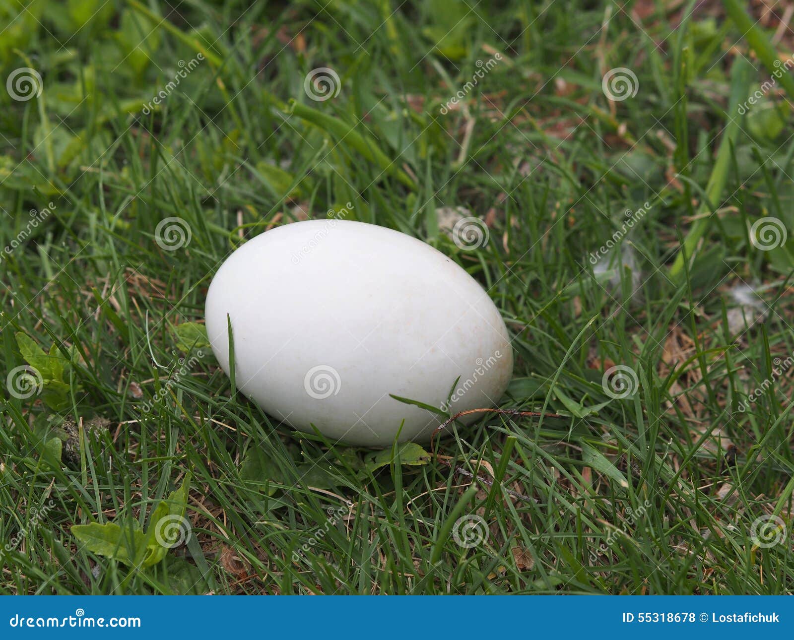 Canada Goose Egg stock photo. Image of grass, plumage - 55318678