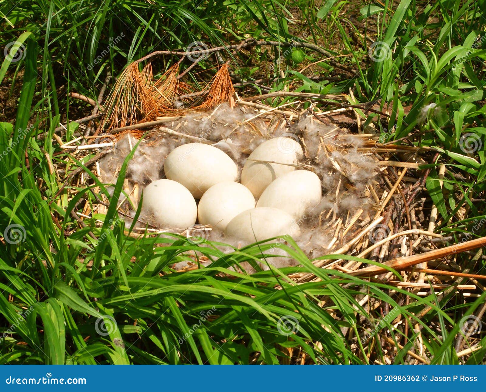 Canada Goose Eggs stock photo. Image of ecology, interesting - 20986362