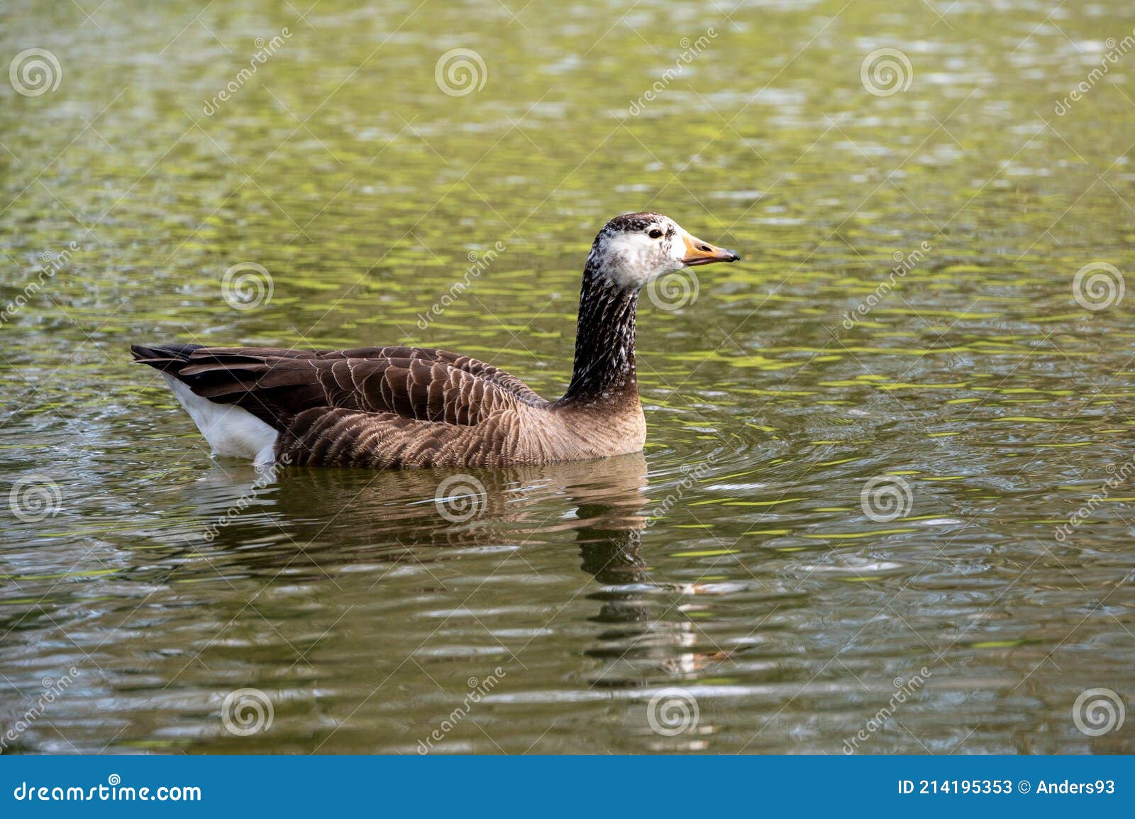 Canada Goose, Embden Goose Hybrid Stock Image - Image of emden ...