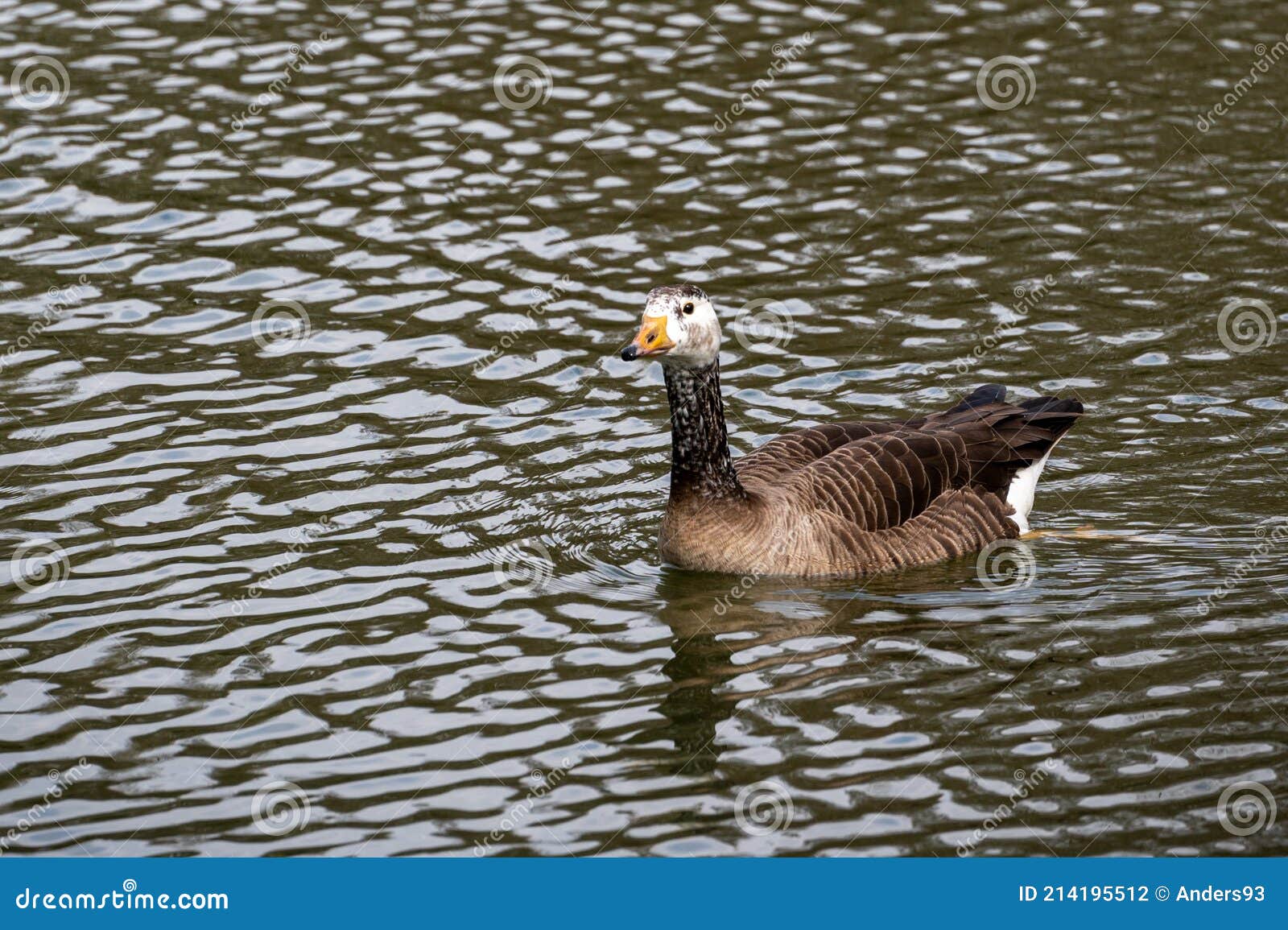 Canada Goose, Embden Goose Hybrid Stock Photo - Image of embden ...