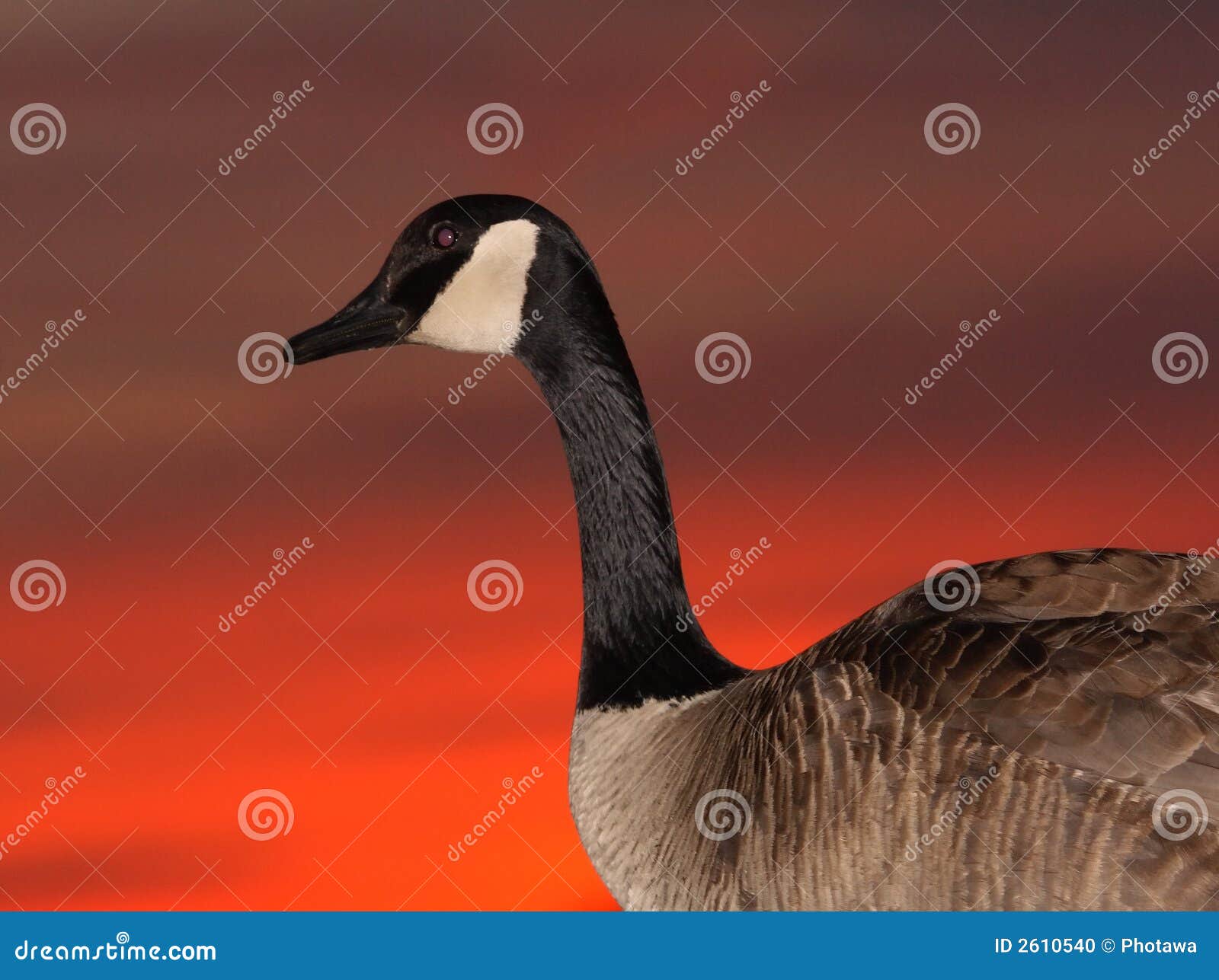 Canada Goose and Evening Sky Stock Photo - Image of wildlife, animal ...