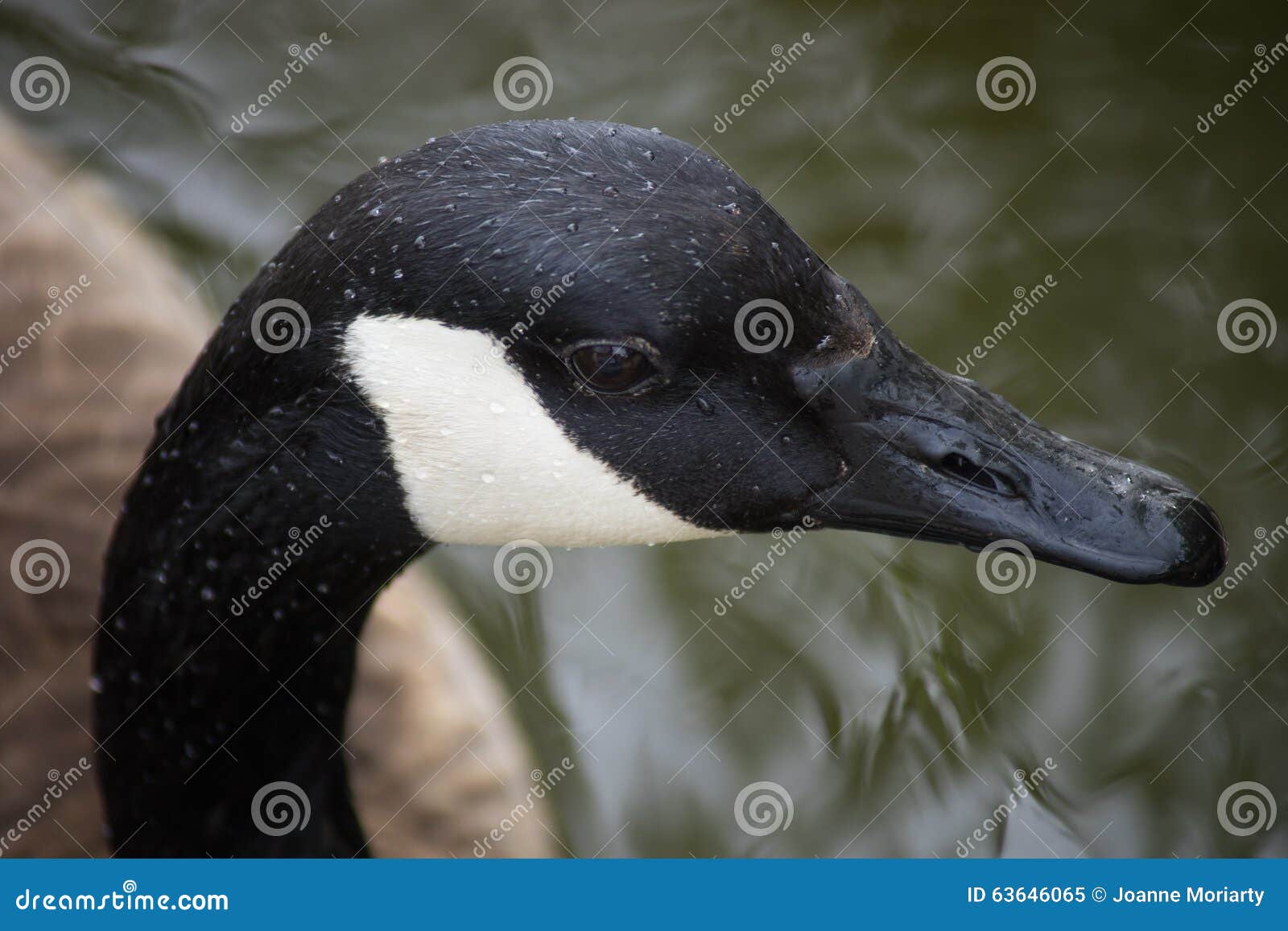 Canada Goose Face stock image. Image of face, canada - 63646065