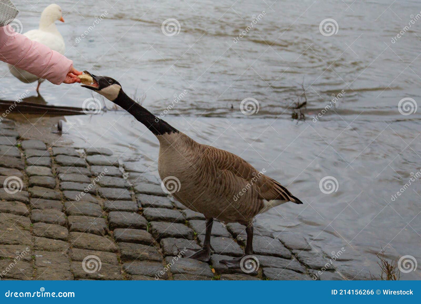 A Canada Goose Feeded with Bread by a Girl Stock Photo - Image of child ...