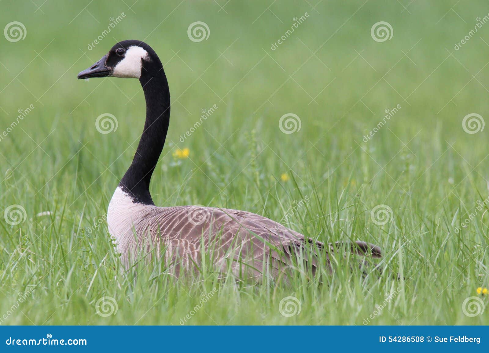 Canada Goose in a field stock photo. Image of waterbird - 54286508