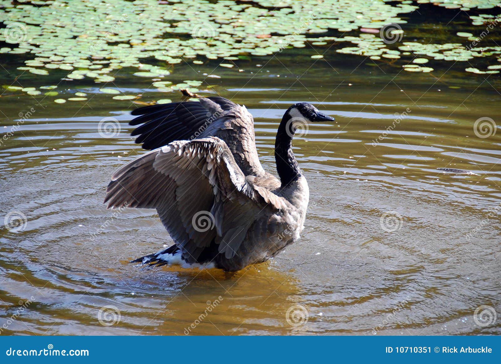 Canada Goose Flapping stock image. Image of fowl, pond - 10710351