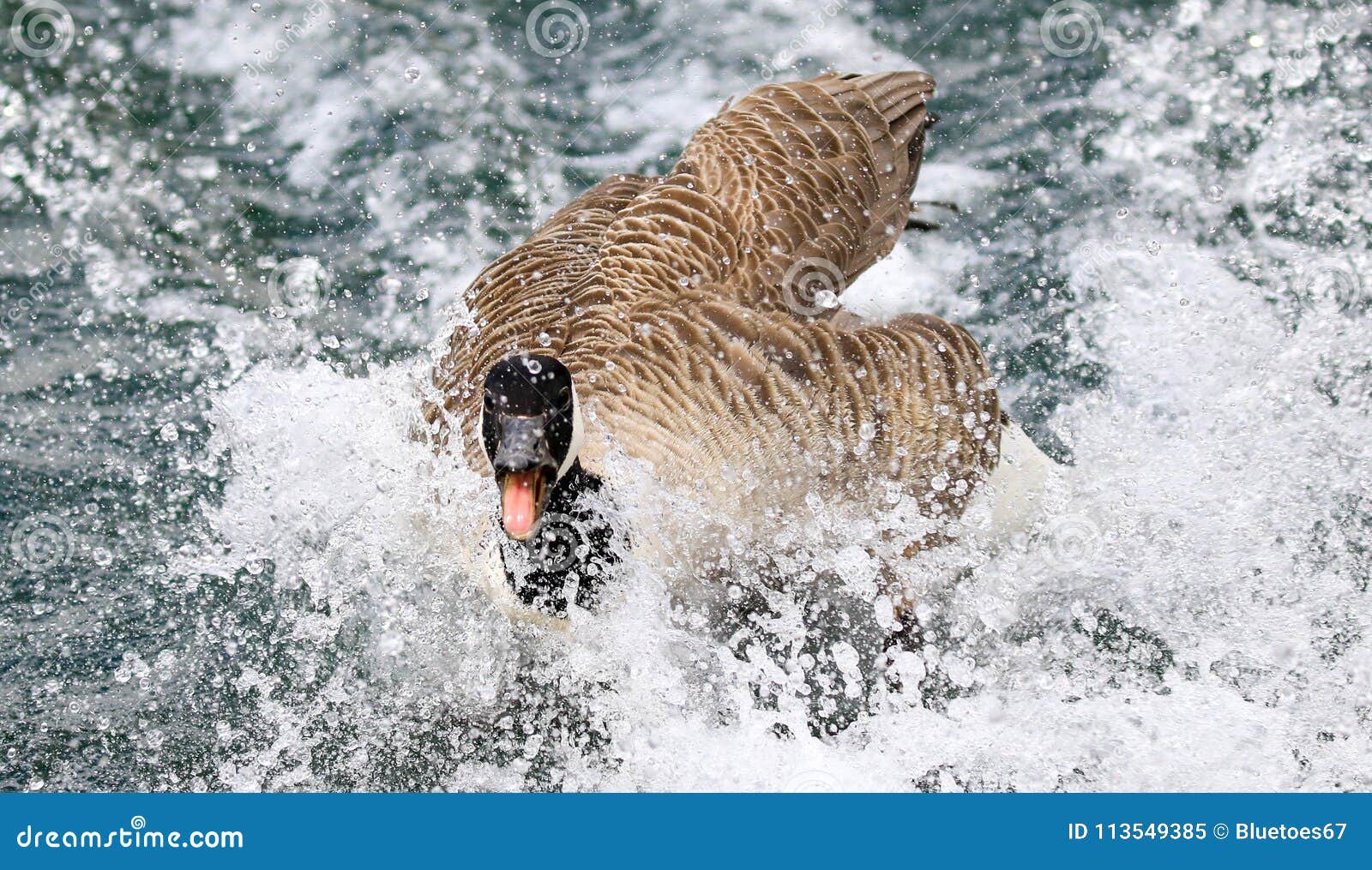 Canada Goose Flapping in Water Stock Image - Image of fowl, greylag ...