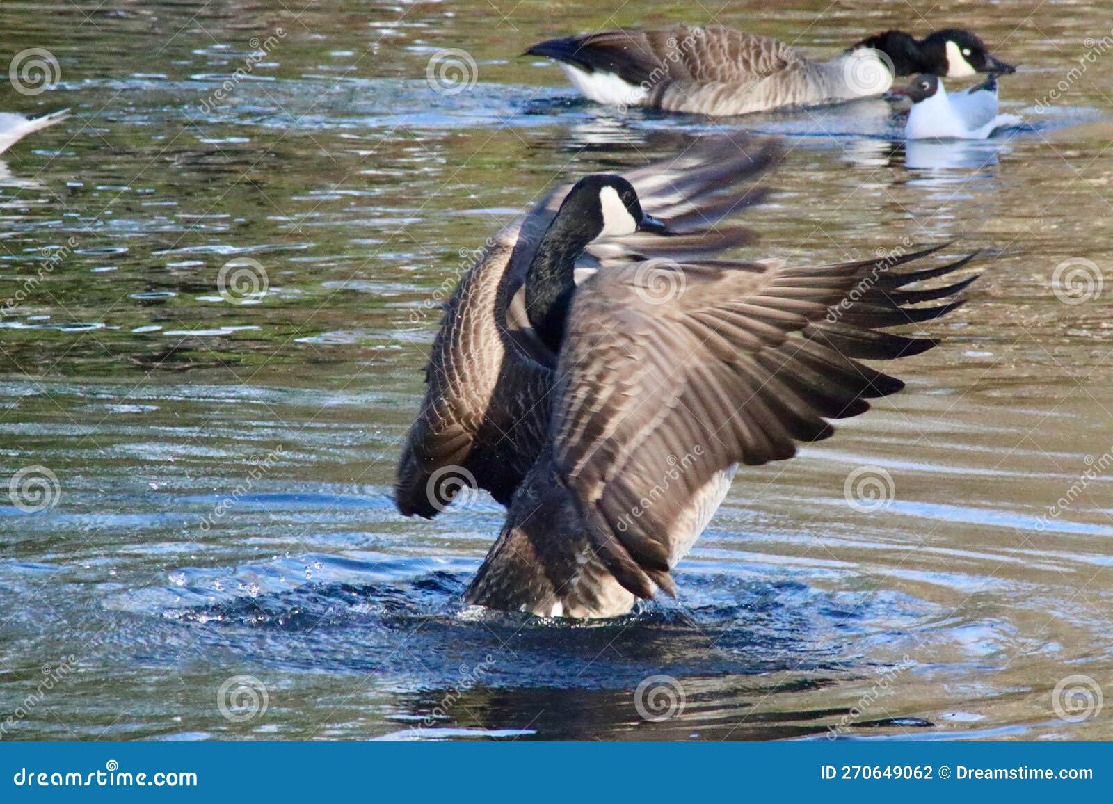 Canada Goose Flapping Wings Stock Photo - Image of canadagoose, animal ...