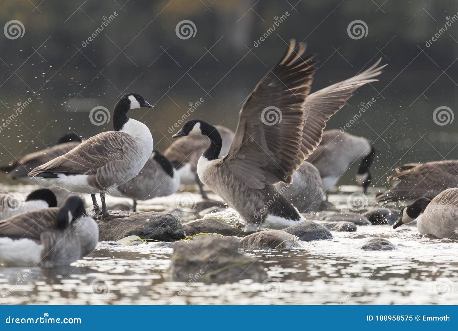 Canada Goose Flapping Wings. Stock Image - Image of single, black ...