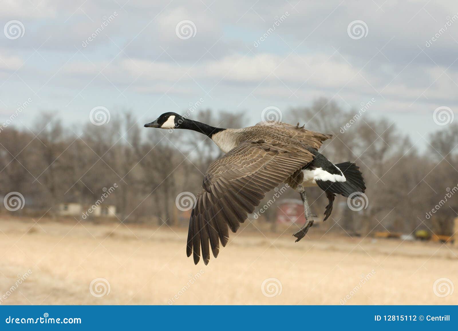 Canada Goose in Flight stock photo. Image of side, canada - 12815112