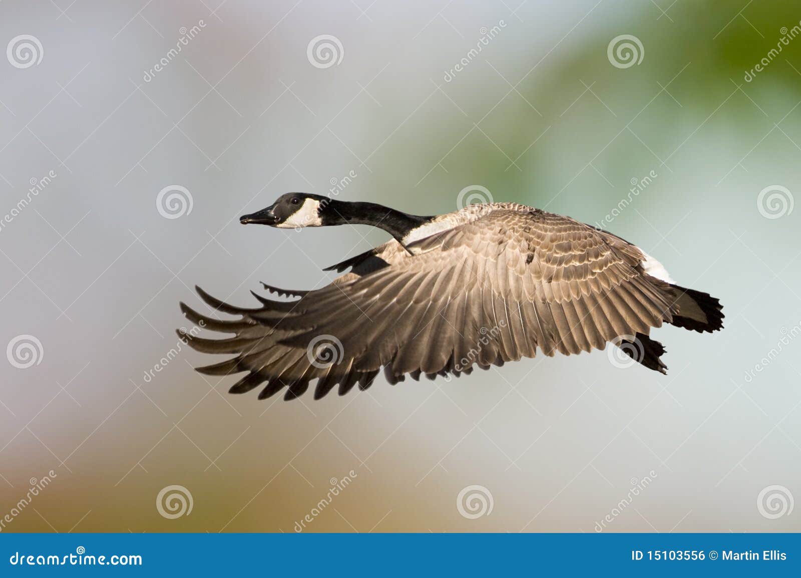 Canada Goose in Flight stock photo. Image of nature, goose - 15103556