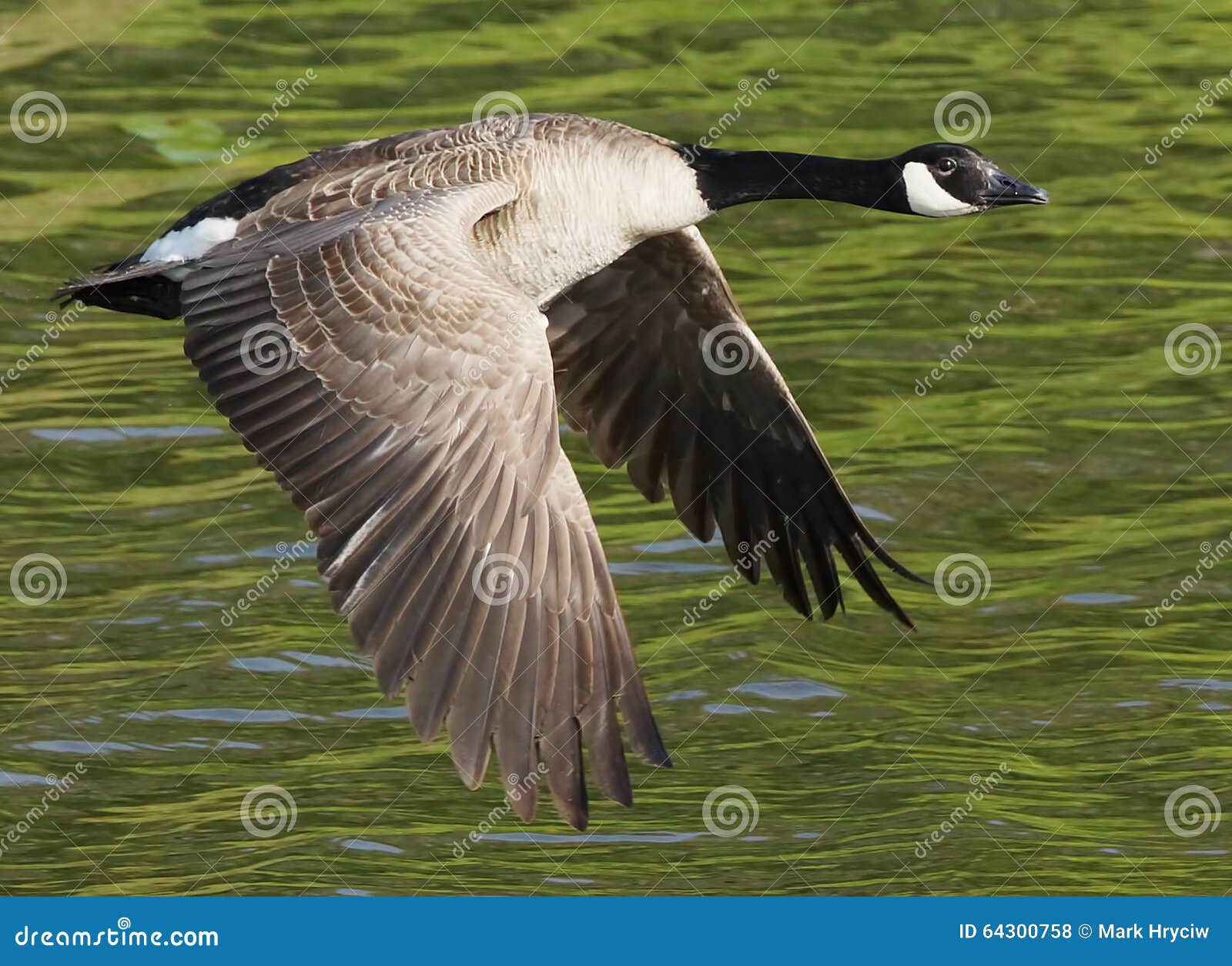 Canada Goose in Flight stock photo. Image of nature, dark - 64300758