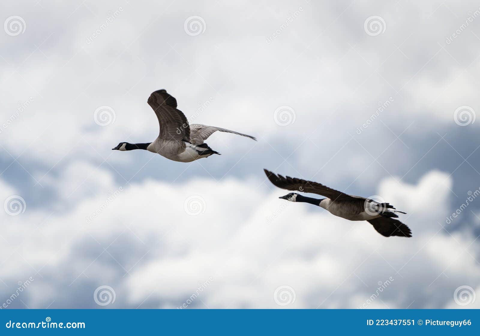 Canada Goose in Flight stock image. Image of goose, colours - 223437551