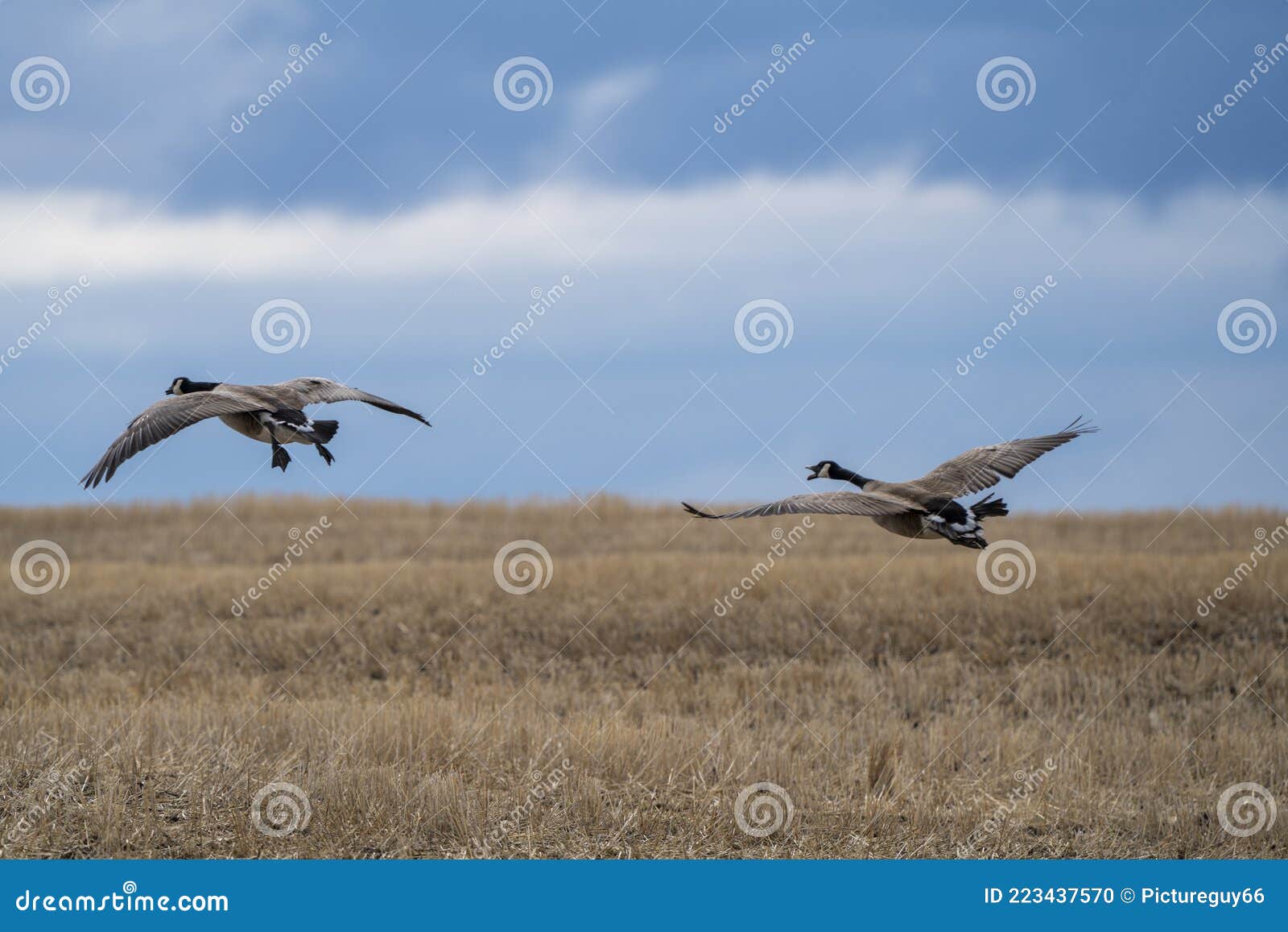 Canada Goose in Flight stock photo. Image of hunt, colours - 223437570
