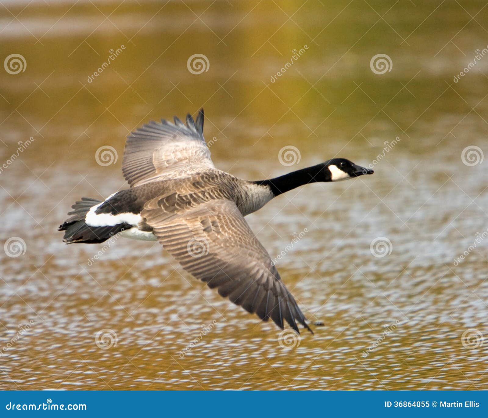 Canada Goose in Flight stock image. Image of leader, flock - 36864055