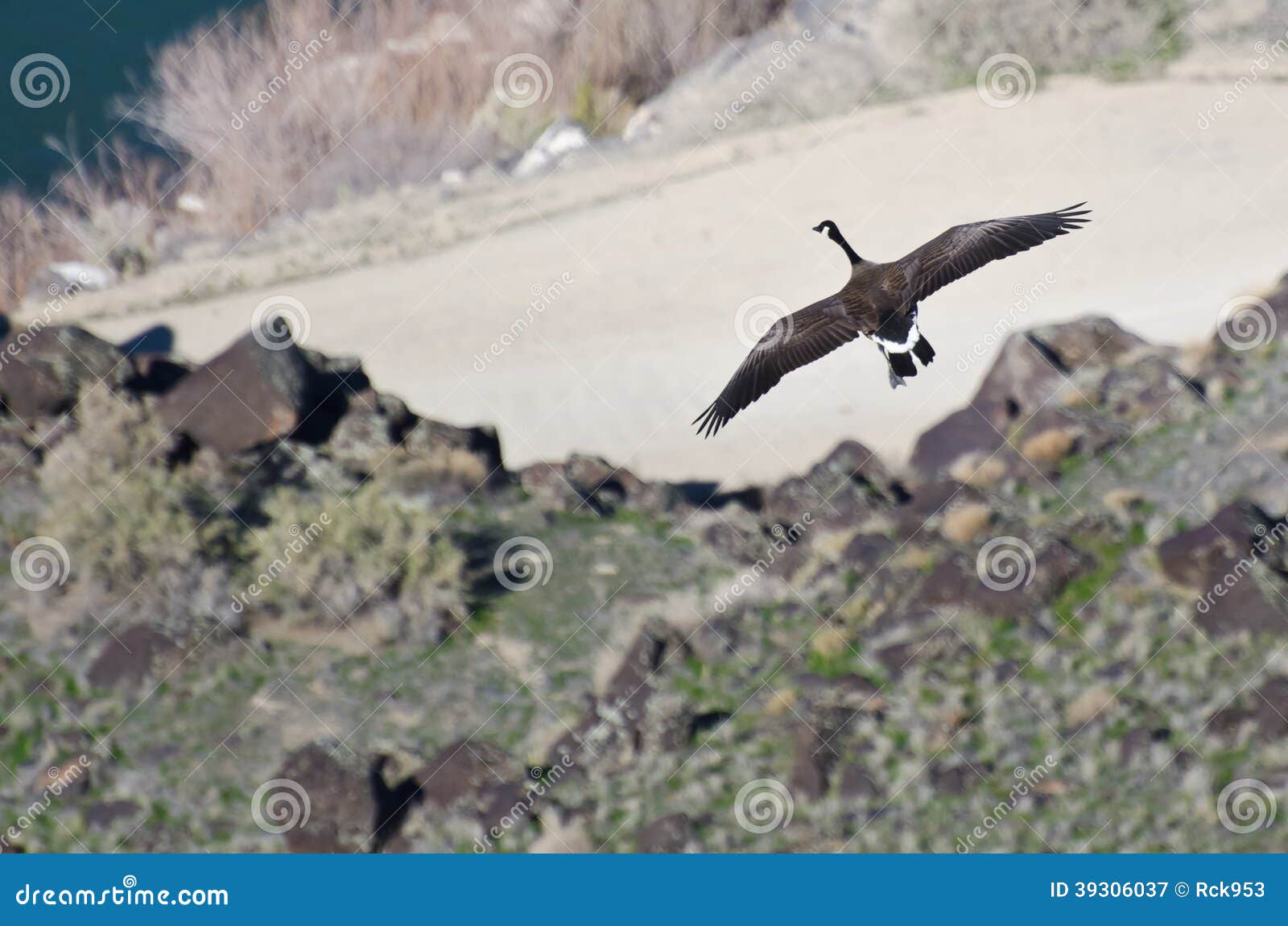 Canada Goose in Flight Viewed from Above Stock Image - Image of america ...