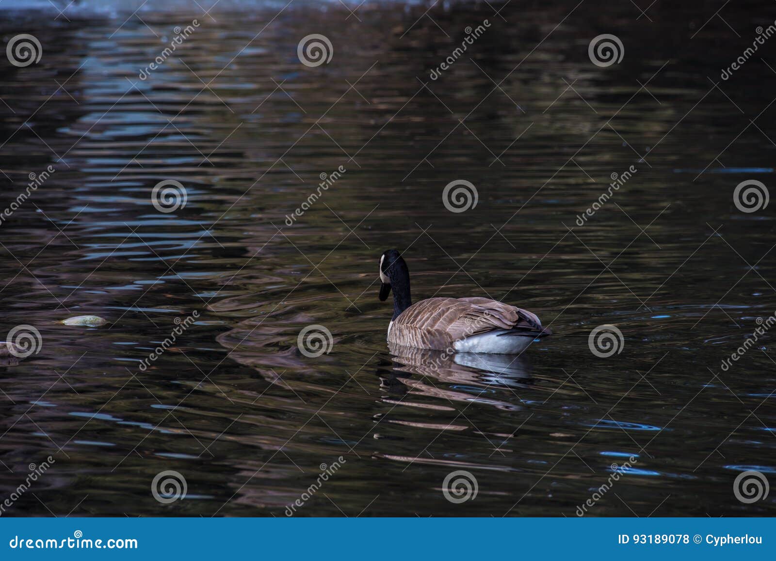 Canada goose floating stock photo. Image of swim, feathers - 93189078