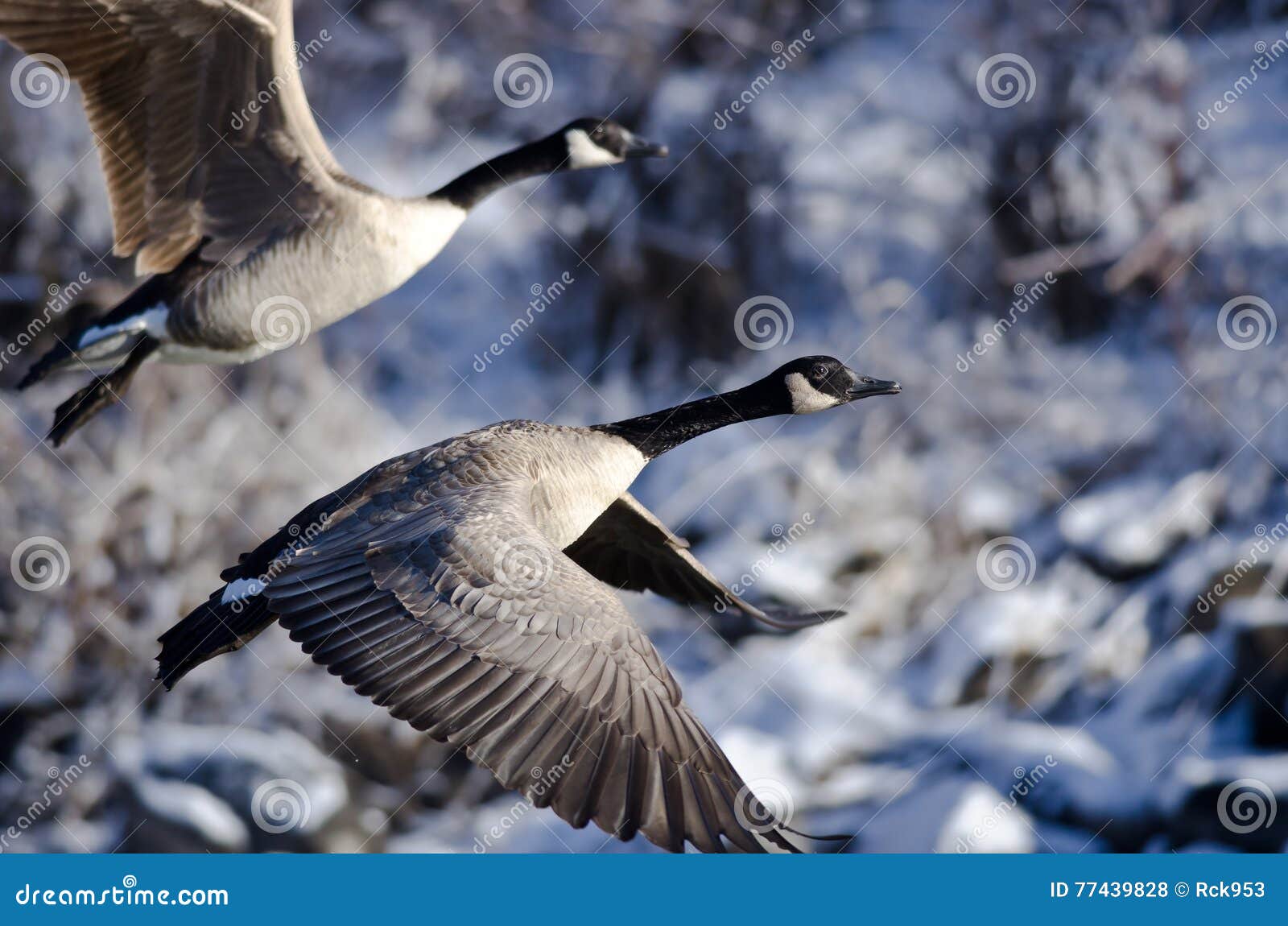 Canada Goose Flying Across the Snowy Winter Terrain Stock Photo - Image ...