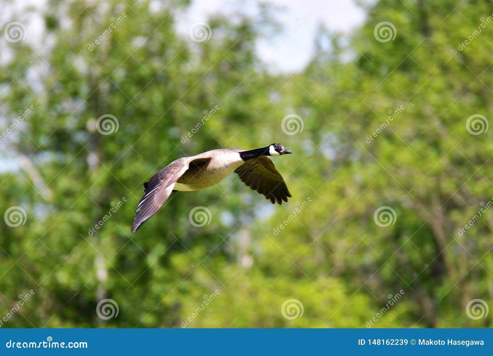 A Canada Goose is Flying in the Air. Stock Image - Image of lake ...