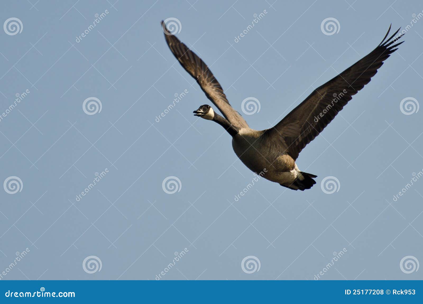 Canada Goose Flying in a Blue Sky Stock Photo - Image of goose, white ...