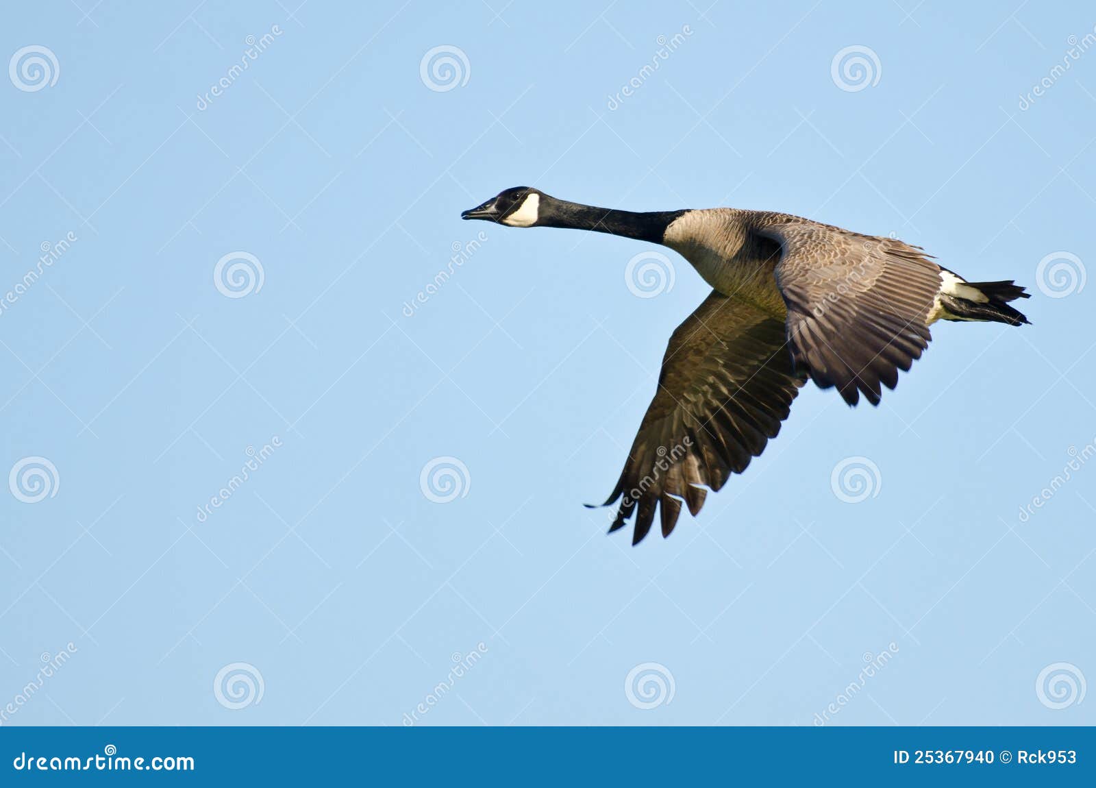 Canada Goose Flying in a Blue Sky Stock Photo - Image of white, black ...