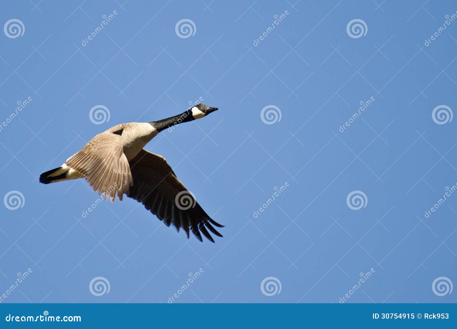 Canada Goose Flying in Blue Sky Stock Image - Image of wild, wing: 30754915