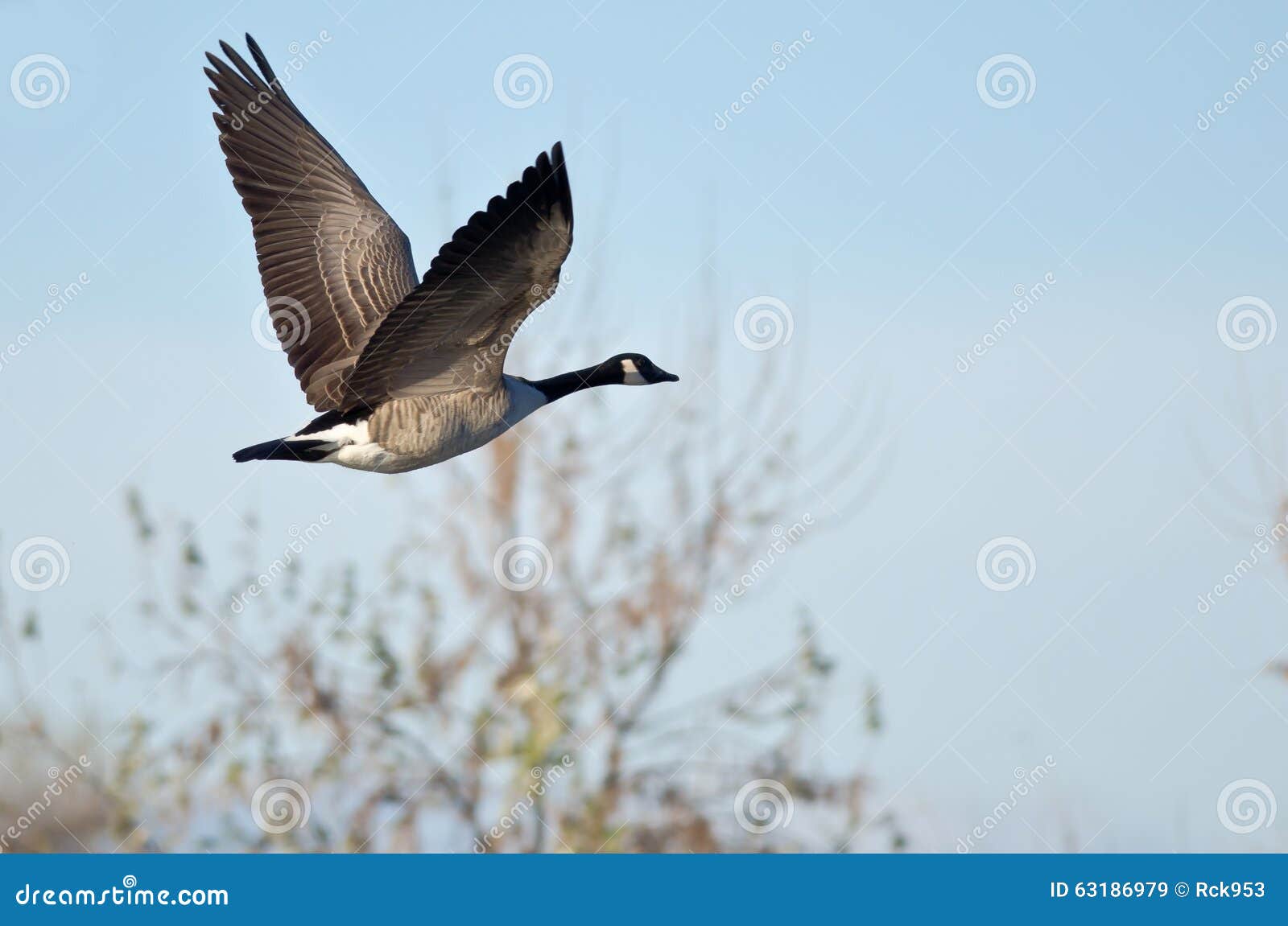 Canada Goose Flying Low Over the Autumn Pond Stock Image - Image of ...