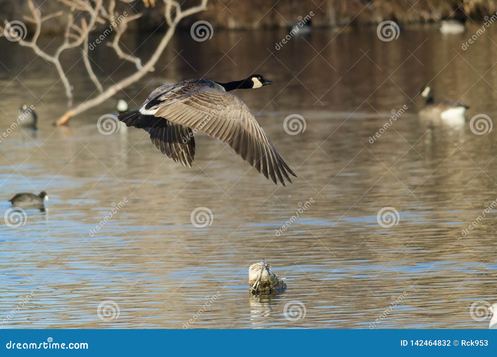 Canada Goose Flying Low Over the Autumn Wetlands Stock Photo - Image of ...