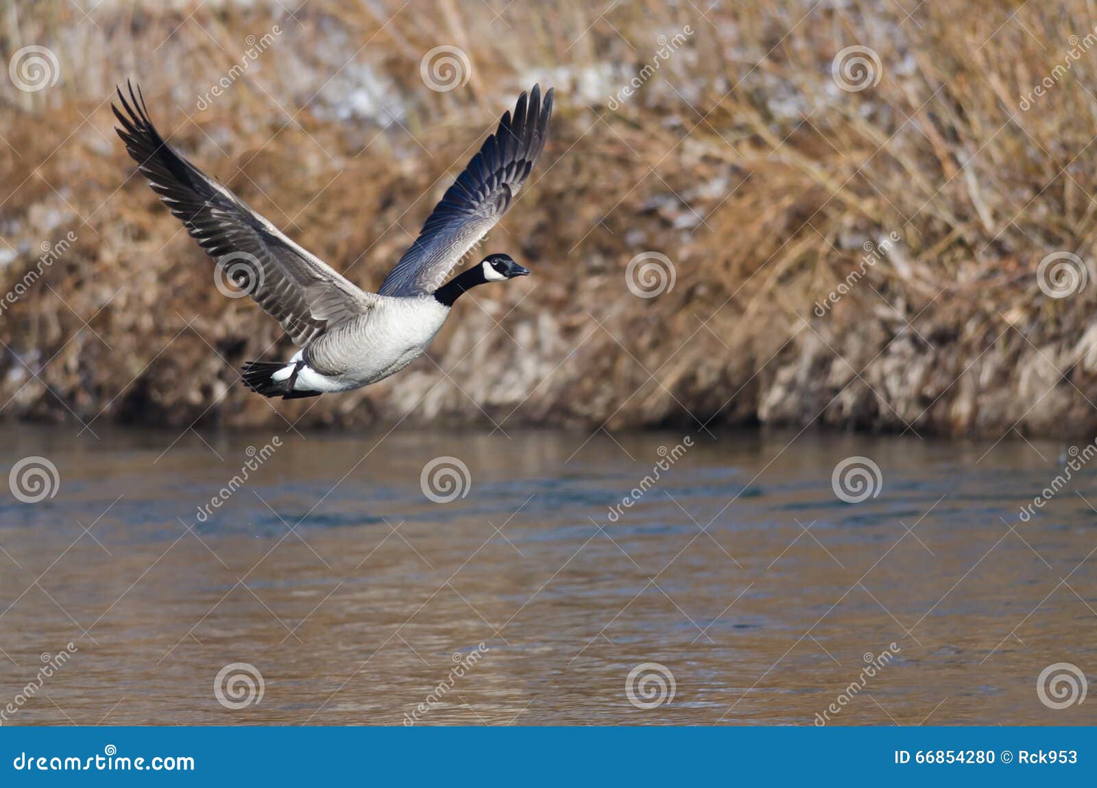Canada Goose Flying Low Over the River Stock Photo - Image of aquatic ...