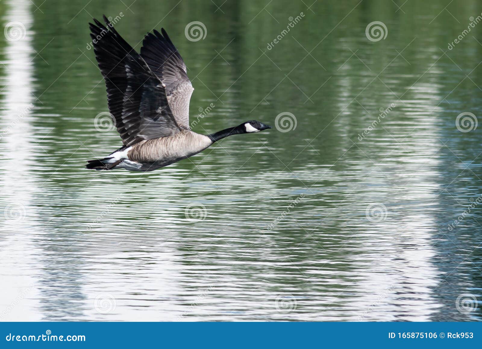 Canada Goose Flying Low Over the Water Stock Photo - Image of bird ...