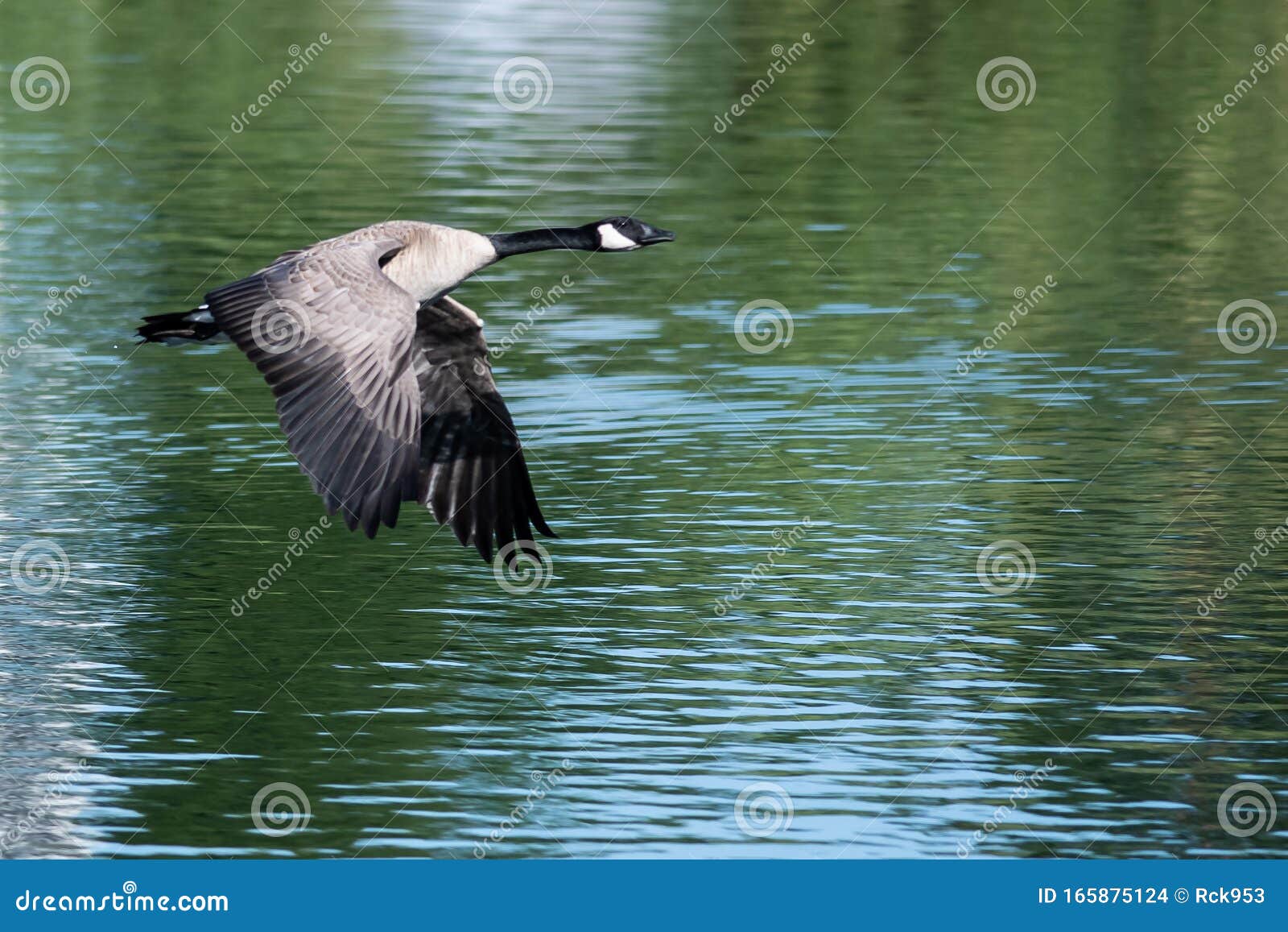 Canada Goose Flying Low Over the Water Stock Photo - Image of america ...