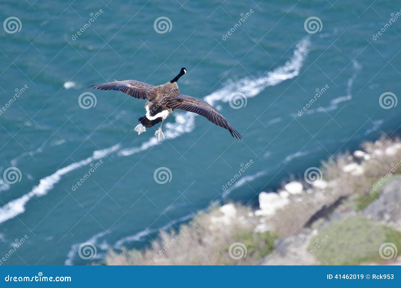 Canada Goose Flying Over River Seen from Above Stock Image - Image of ...