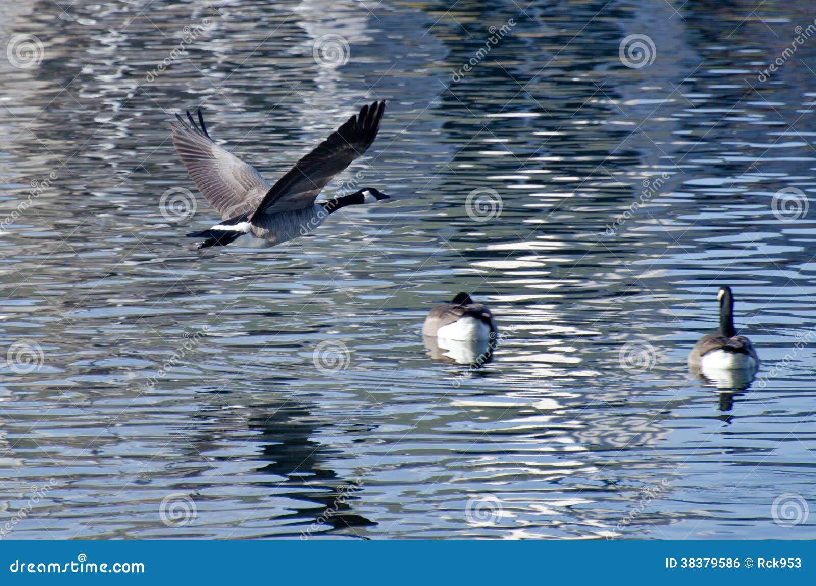 Canada Goose Flying Over Water Stock Photo - Image of wild, wildlife ...