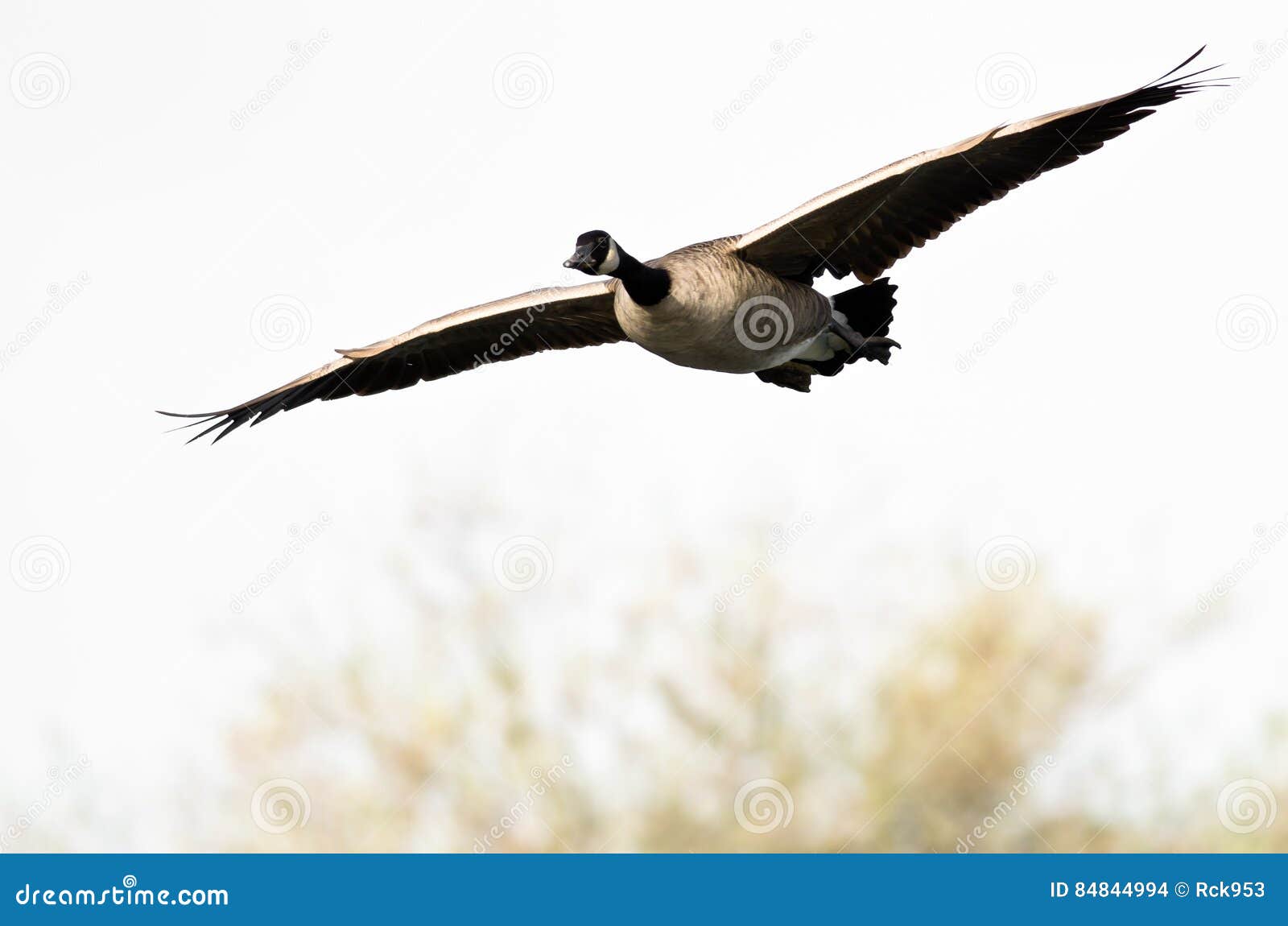 Canada Goose Flying Past Against a White Background Stock Photo - Image ...