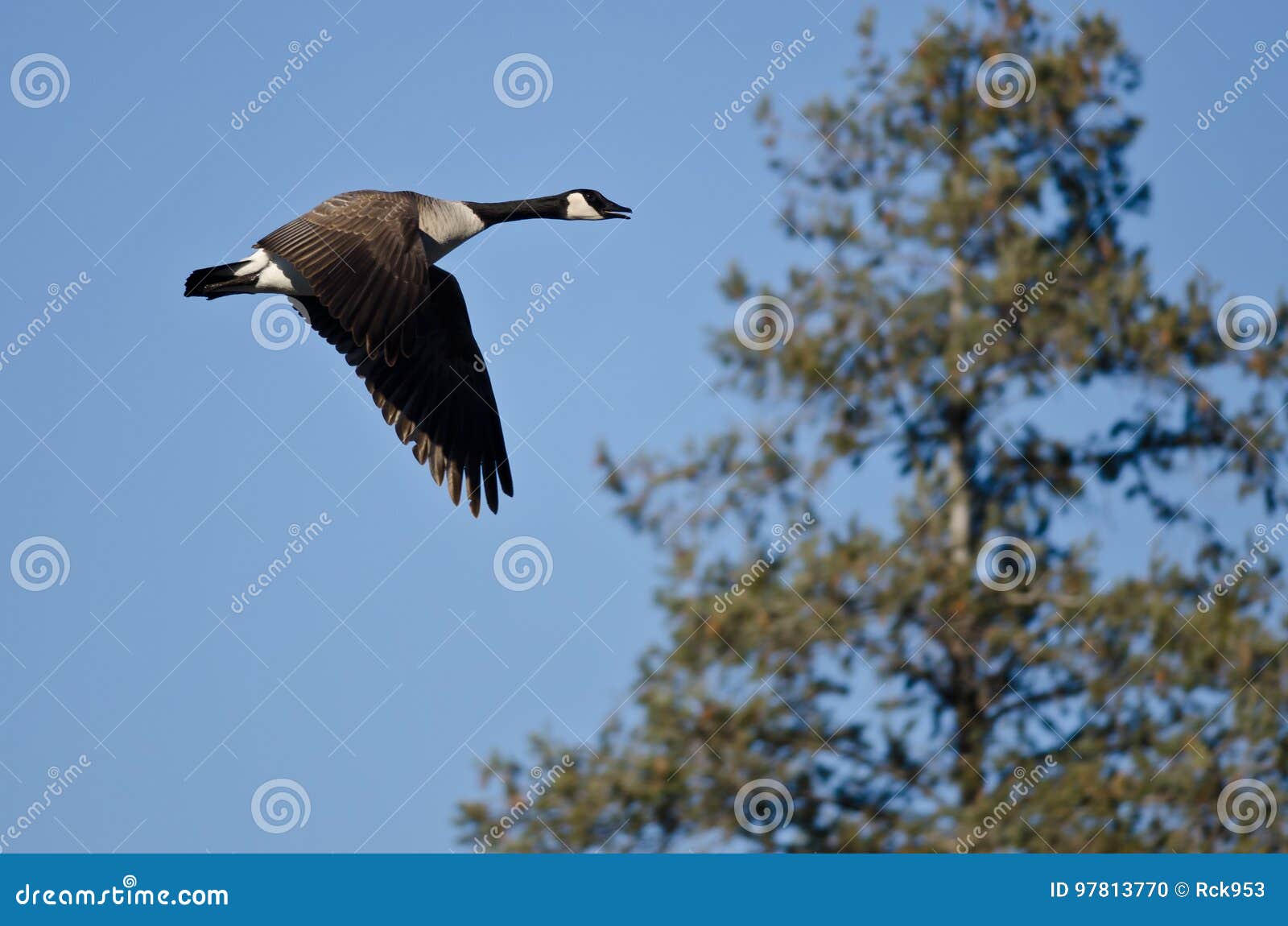 Canada Goose Flying Past Evergreen Tree Stock Photos - Free & Royalty ...