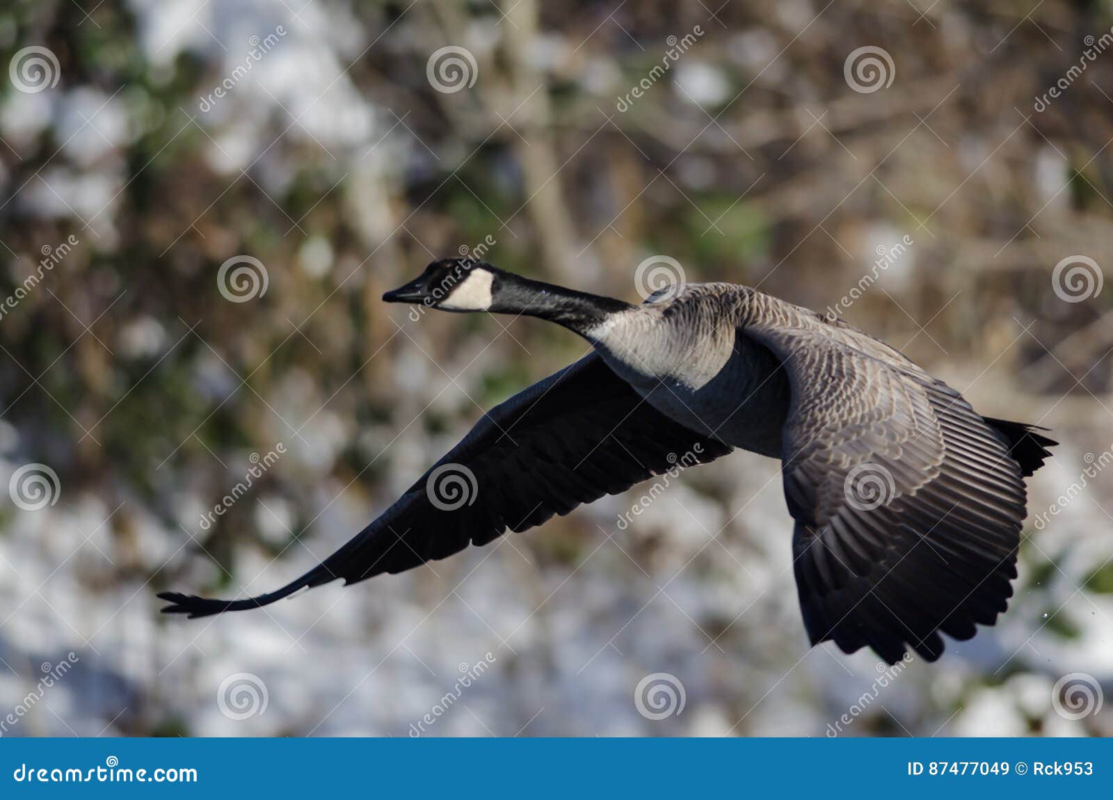 Canada Goose Flying Past the Snowy Winter Trees Stock Image - Image of ...