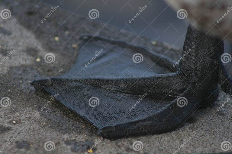 Canada Goose Foot stock image. Image of wildlife, webfoot - 8743767