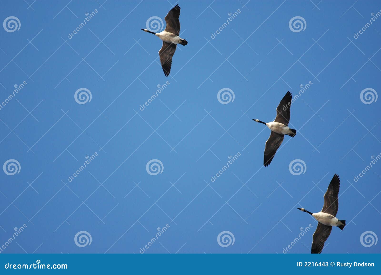 Canada Goose Formation stock image. Image of wild, biology - 2216443